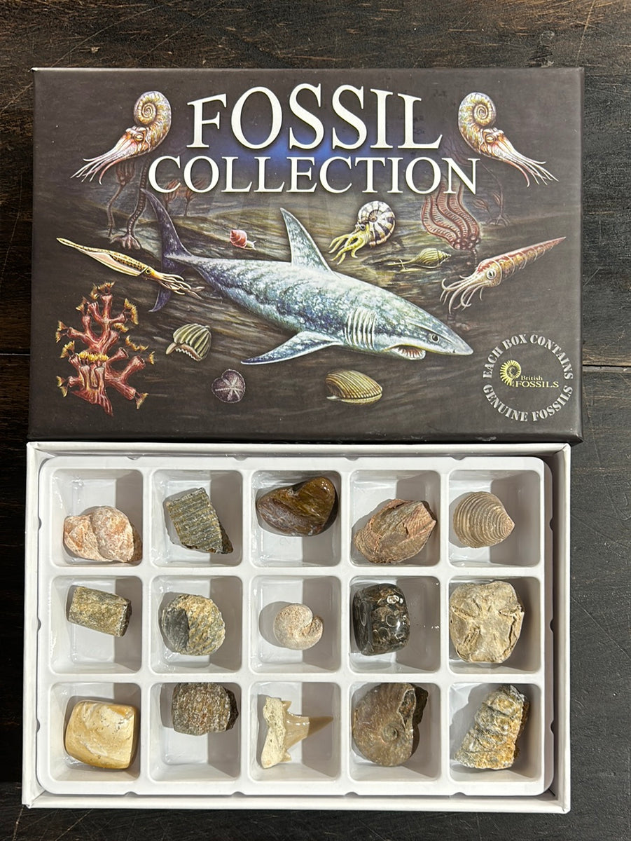 Fossils| Cooberrie Park